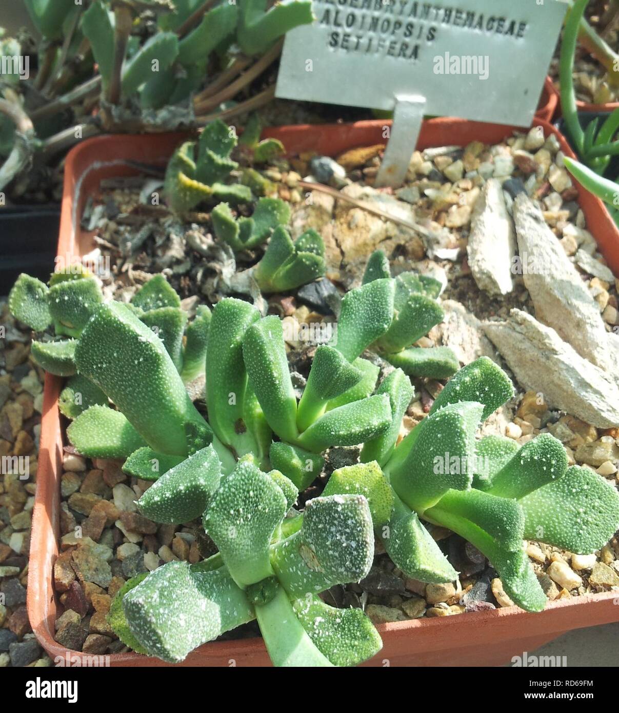 Aloinopsis setifera - SBG 8 Stock Photo - Alamy