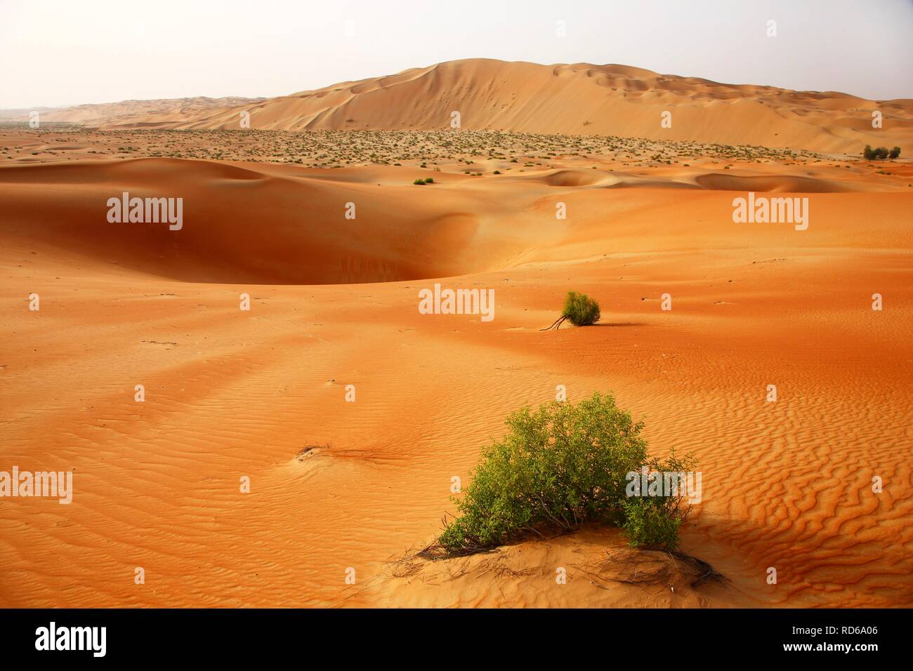 Red sand, sand dunes, Empty Quarter region of Rub'al-Khali desert where ...