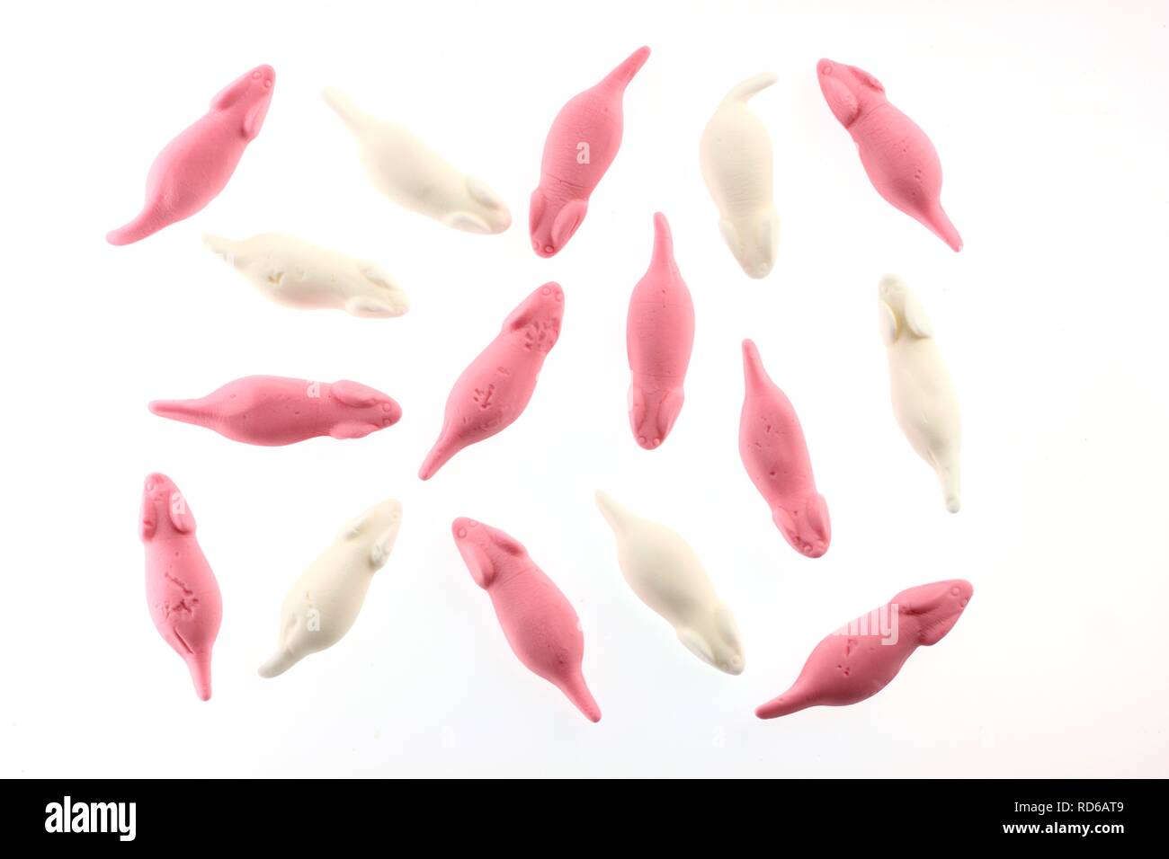 White mice hi-res stock photography and images - Alamy