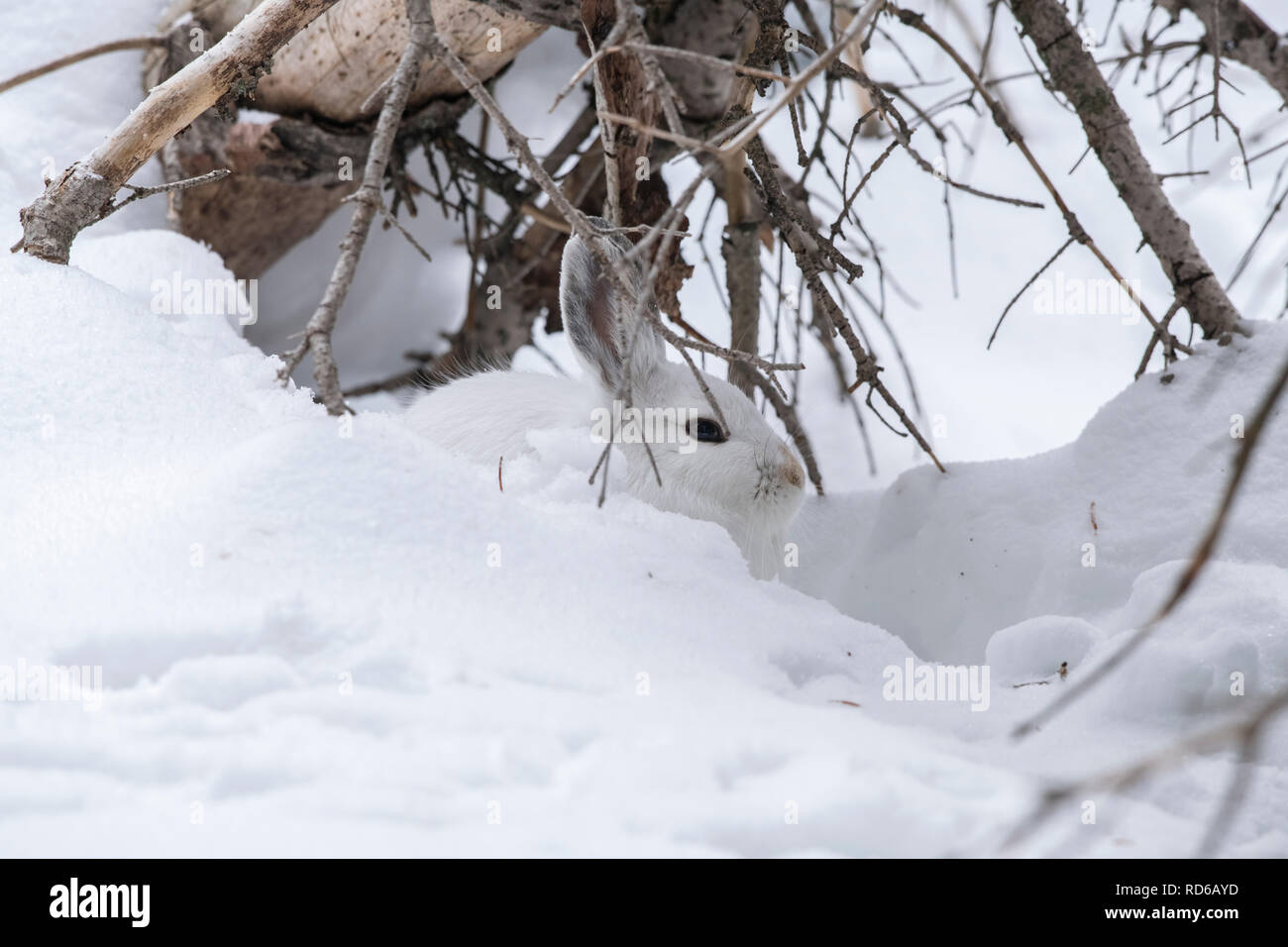 Snowshoe hare hiding hi-res stock photography and images - Alamy