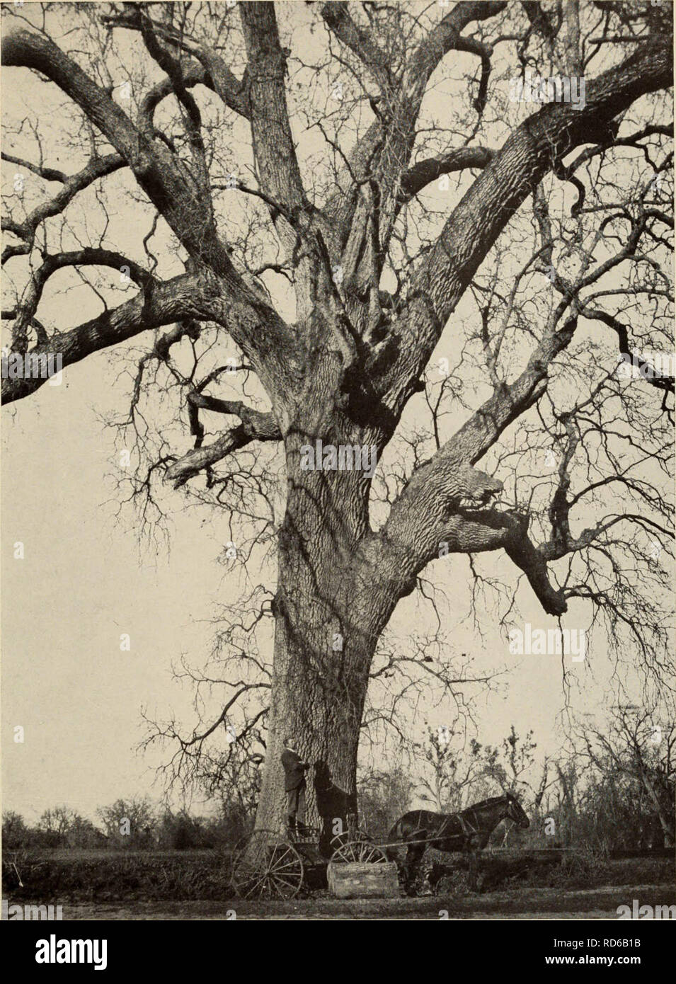 "The tree book : A popular guide to a knowledge of the trees of North ...