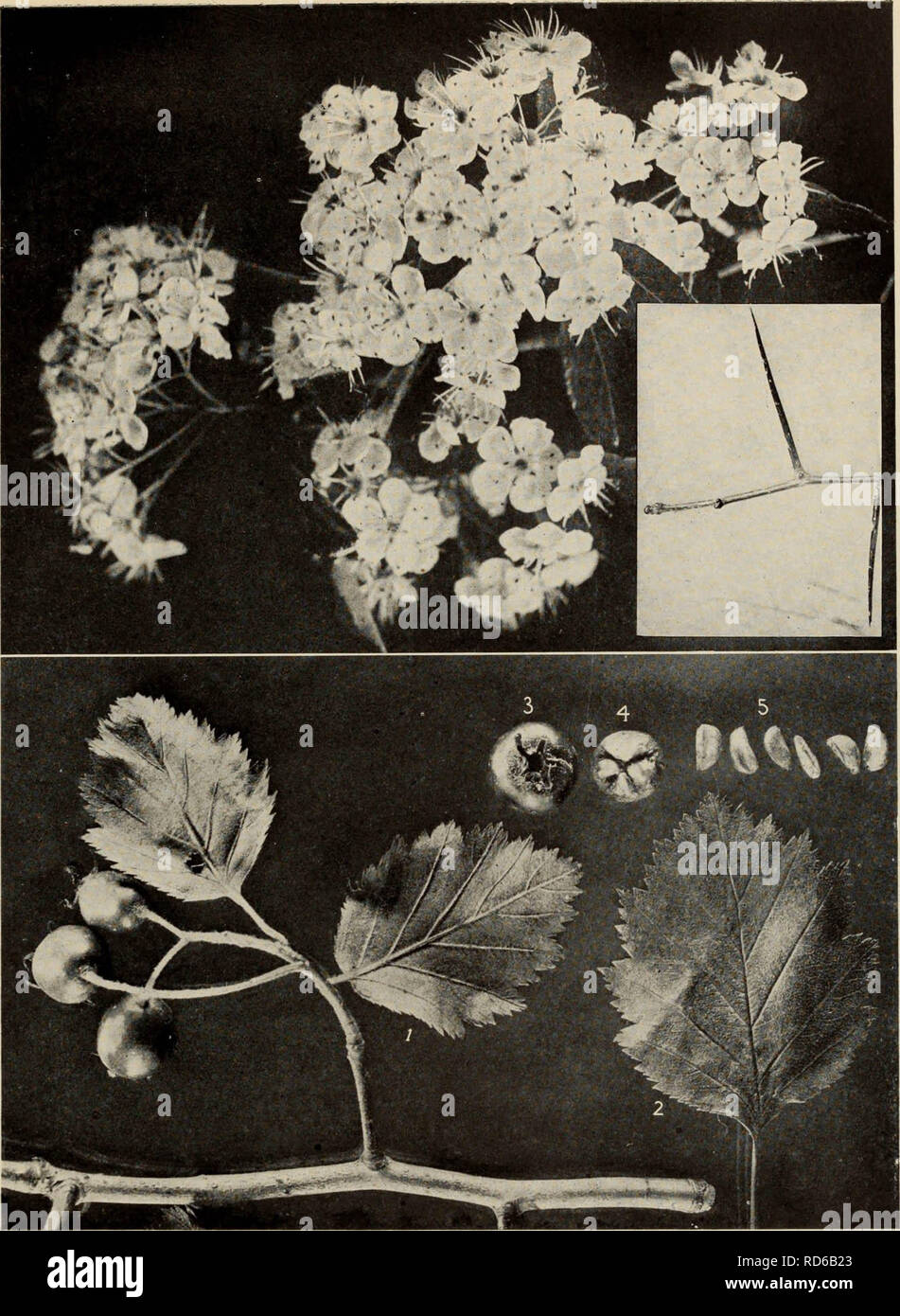 "The tree book : A popular guide to a knowledge of the trees of North ...