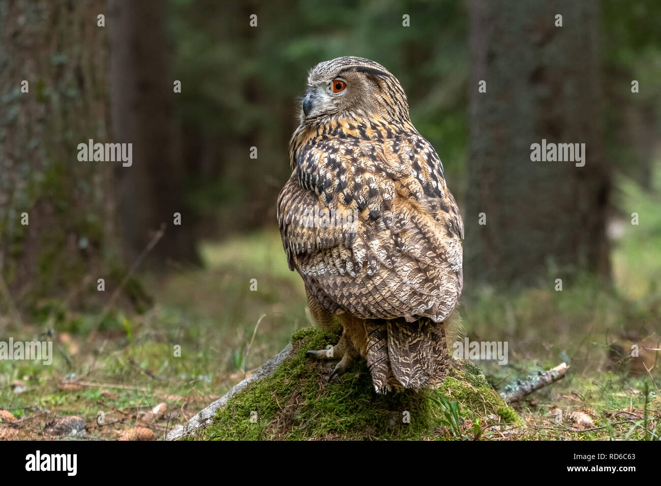 European eagle-owl, Bubo bubo Stock Photo - Alamy