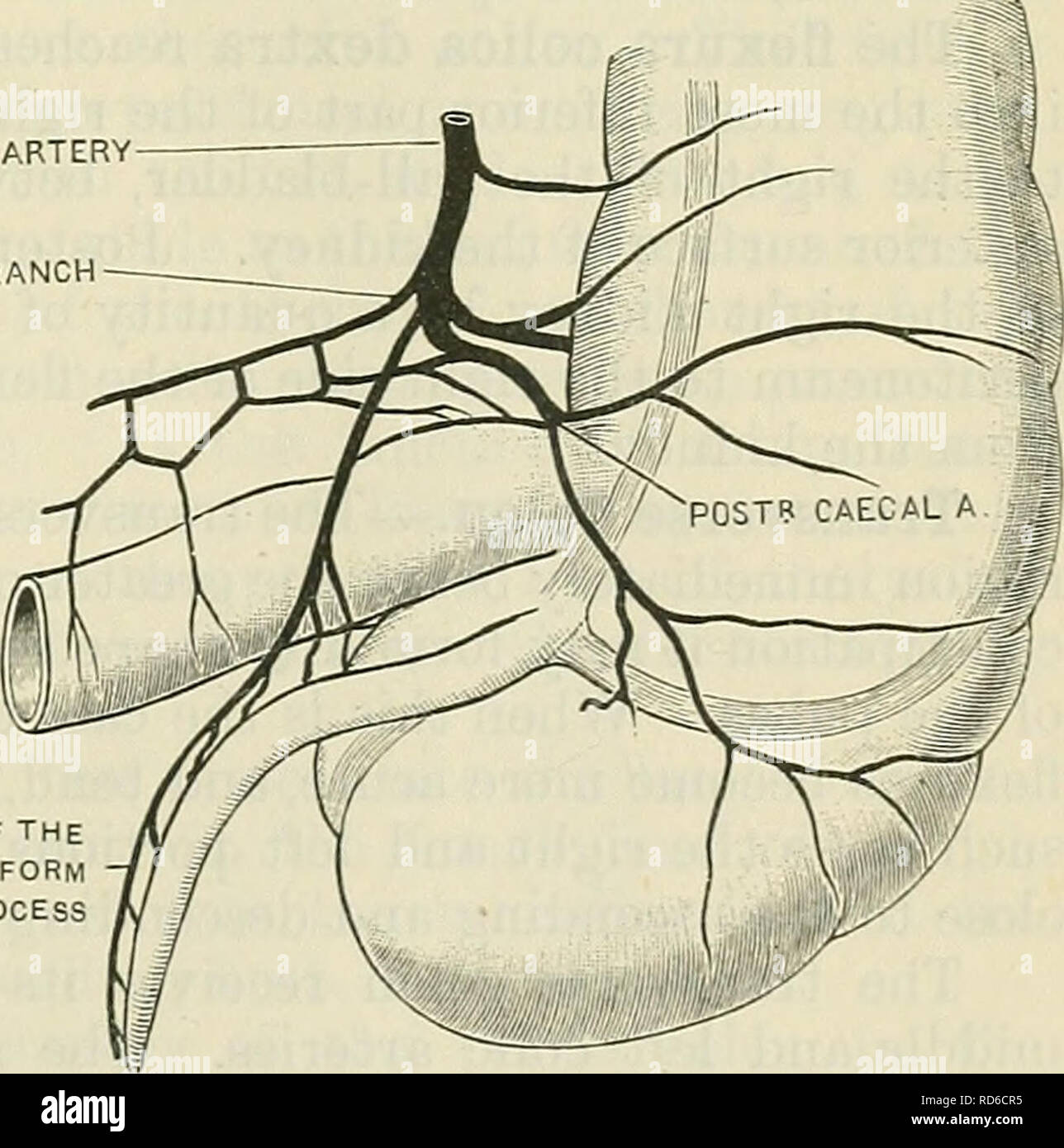 Peritoneum Lateral