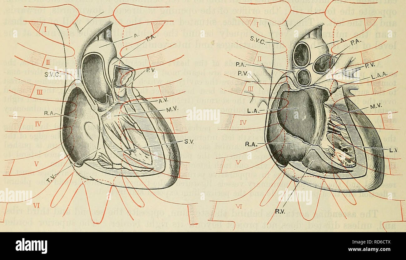 . Cunningham's Text-book of anatomy. Anatomy. Fig. 1099. Fig. 1100 ...