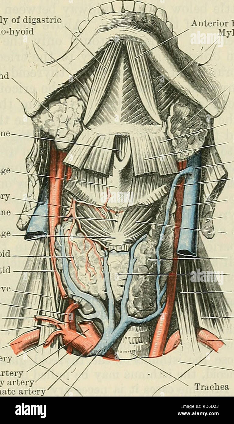 Carotid Sheath Lab 9