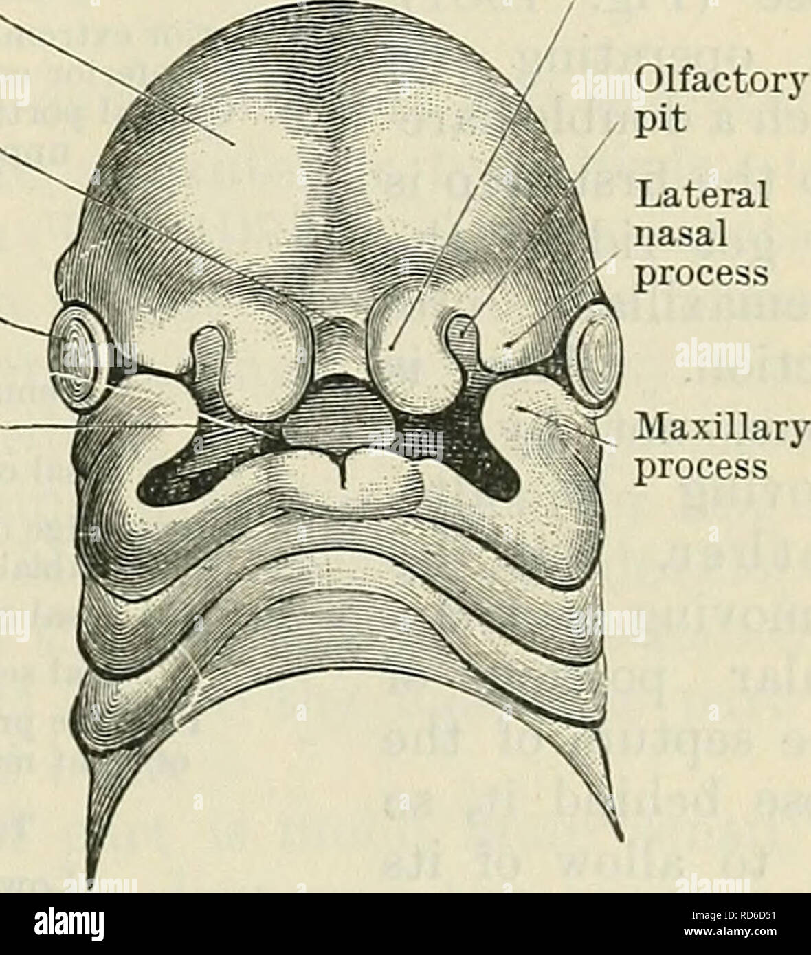. Cunningham's Text-book of anatomy. Anatomy. THE FACE. 1379 (2 ...