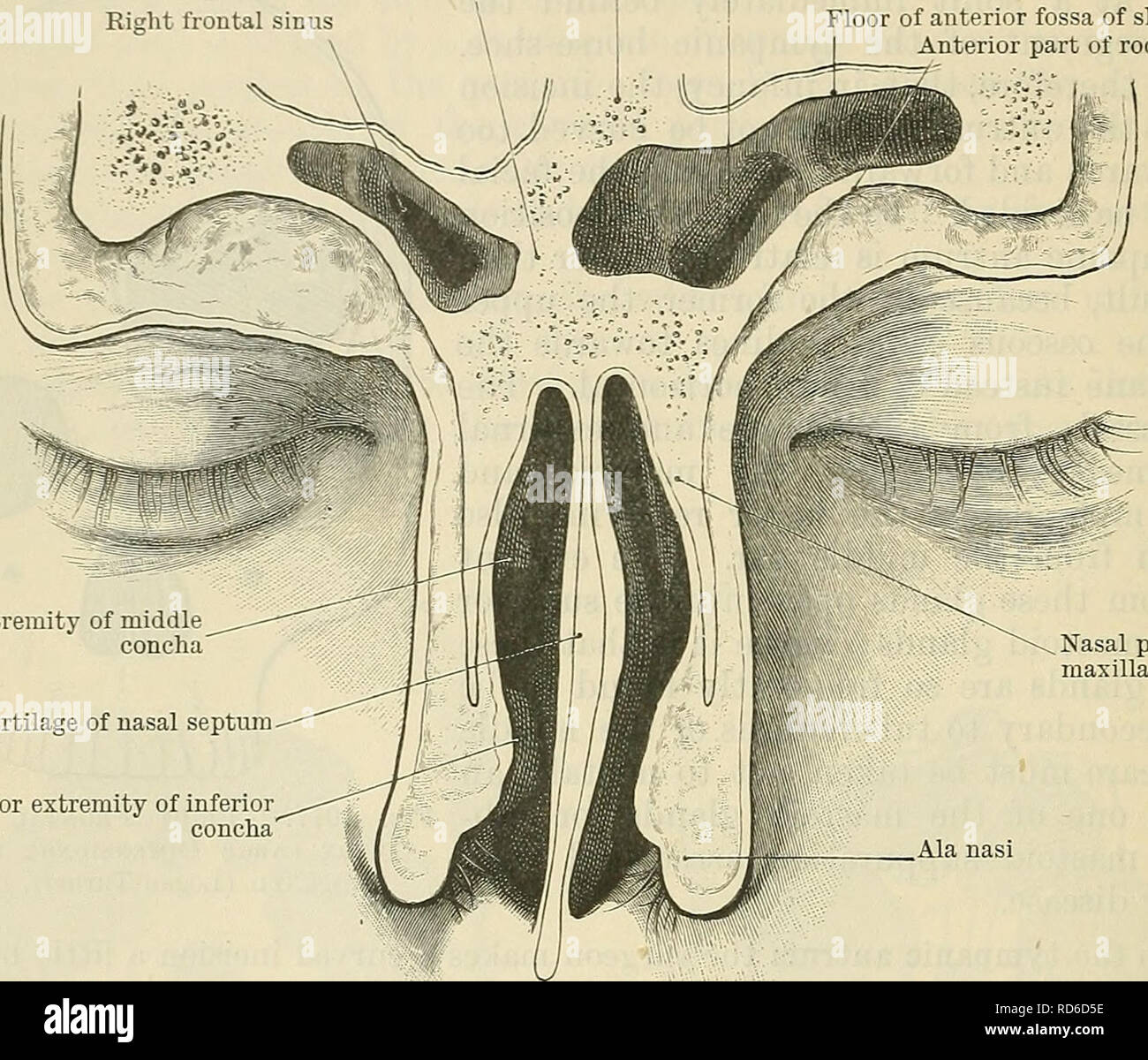 Middle nasal concha hi-res stock photography and images - Alamy