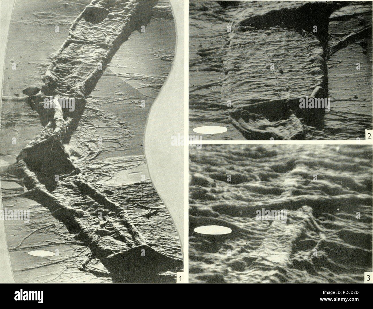 Micrograph paper hi-res stock photography and images - Alamy