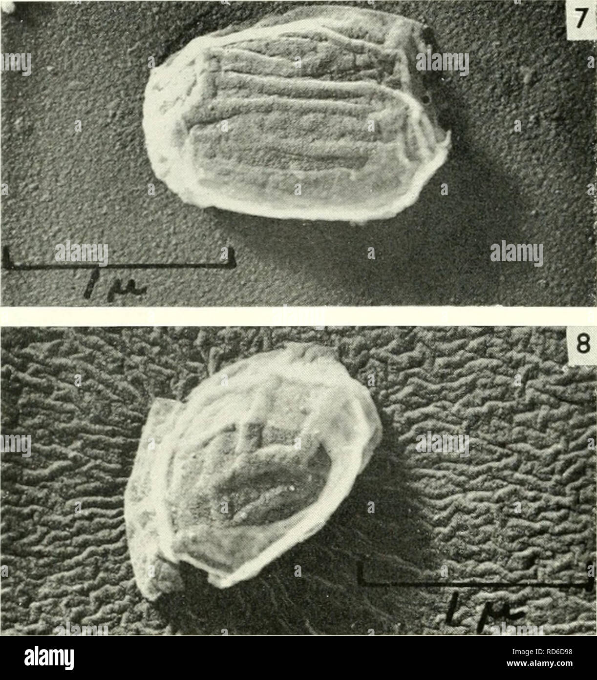 Bacillus brevis hi-res stock photography and images - Alamy