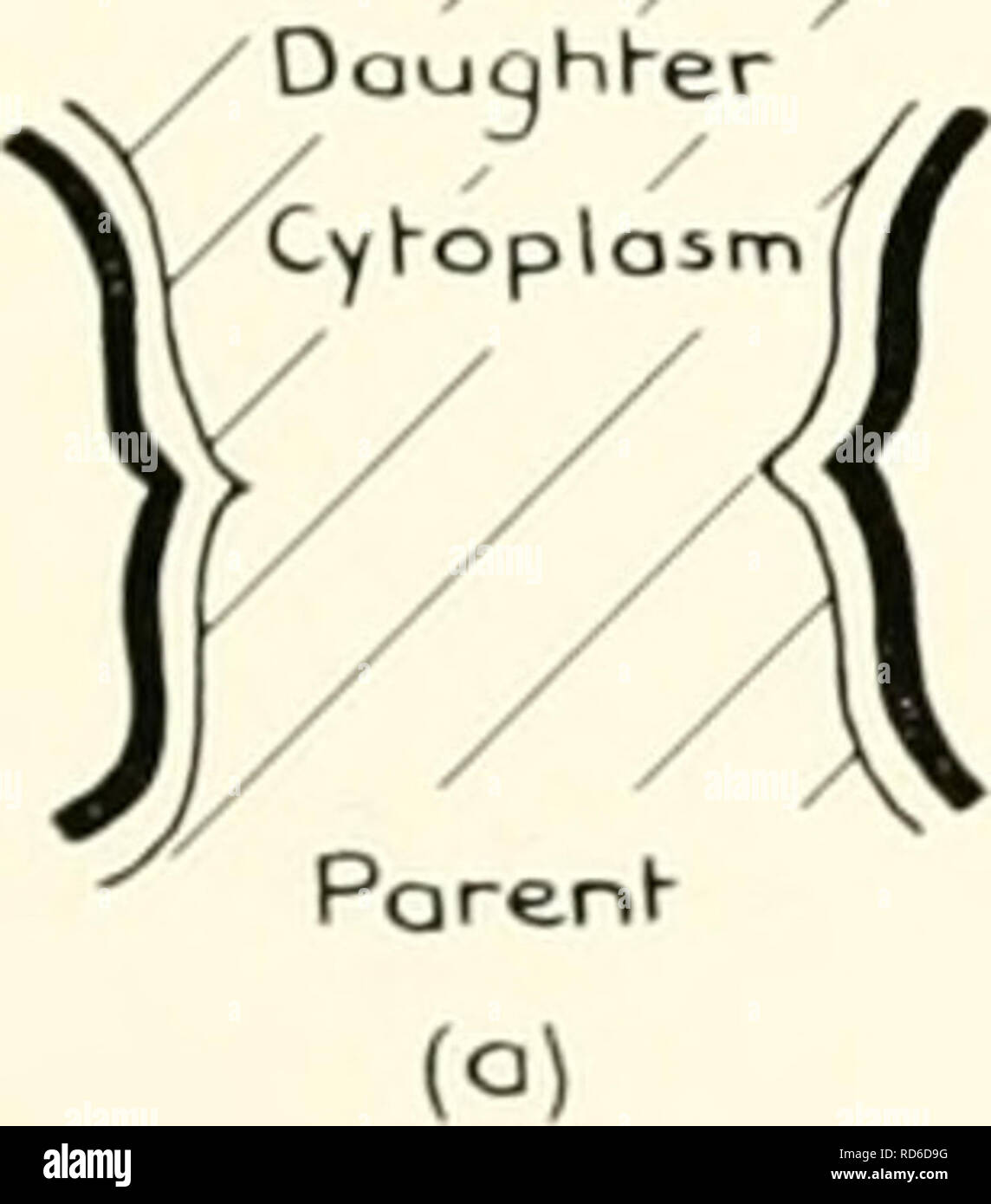 Figure formed by two lines hi-res stock photography and images - Alamy