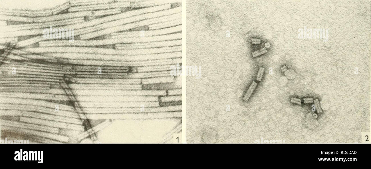 Tobacco mosaic virus hi-res stock photography and images - Alamy