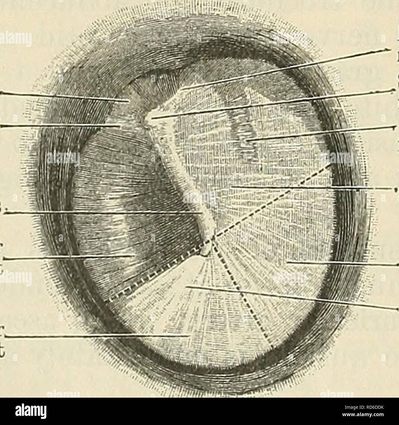 . Cunningham's Text-book of anatomy. Anatomy. Tympanic antrum Incus ...
