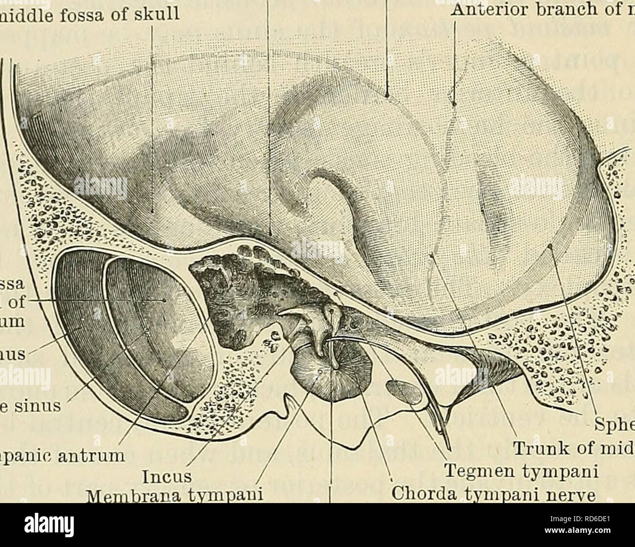 . Cunningham's Text-book of anatomy. Anatomy. 1366 SURFACE AND SURGICAL ...