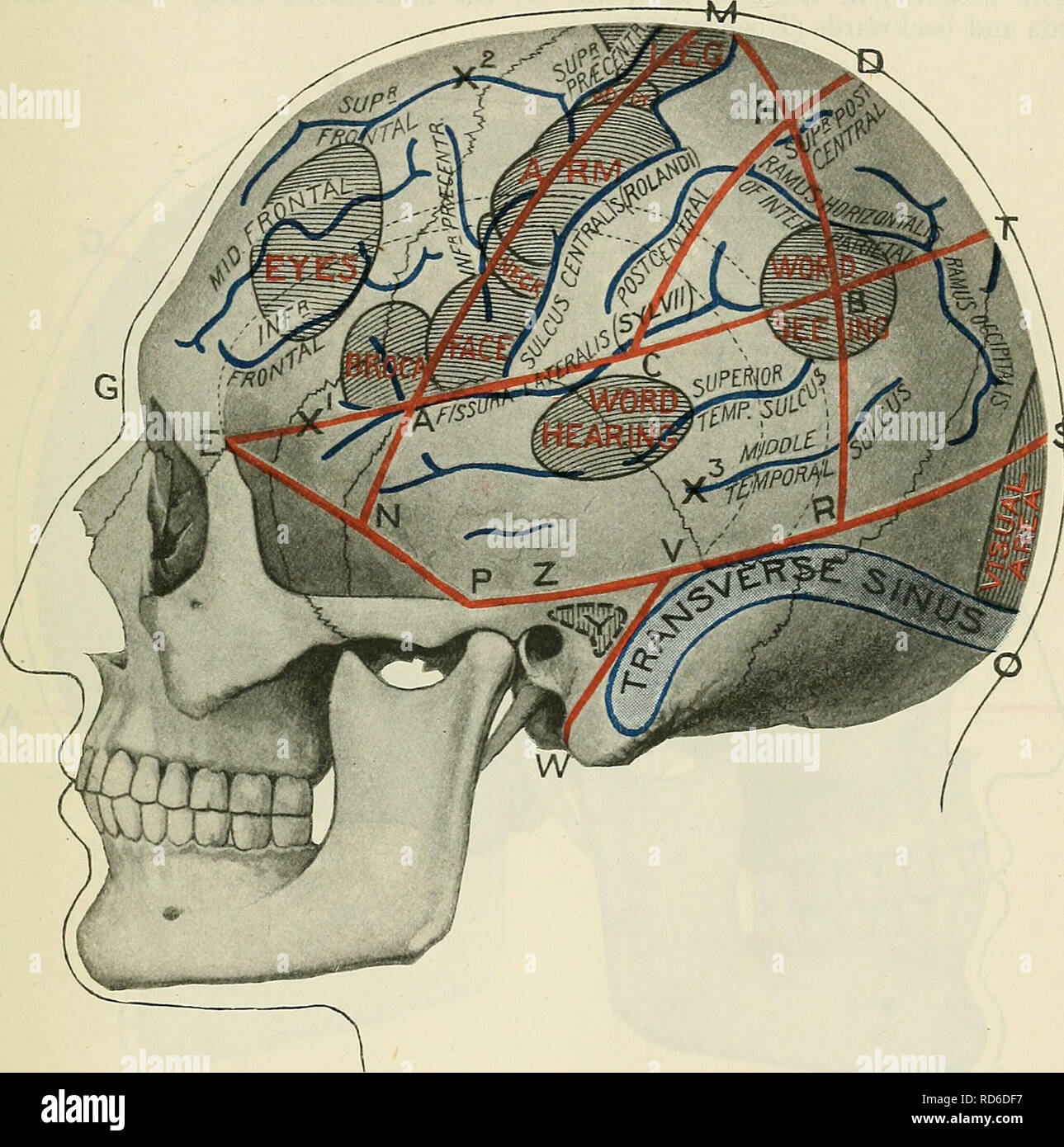 . Cunningham's Text-book of anatomy. Anatomy. THE CEANIUM. 1361 ...