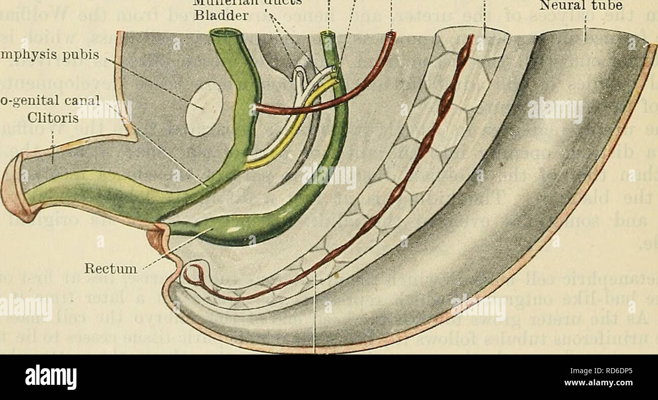 . Cunningham's Text-book of anatomy. Anatomy. Ureter Septum recto ...