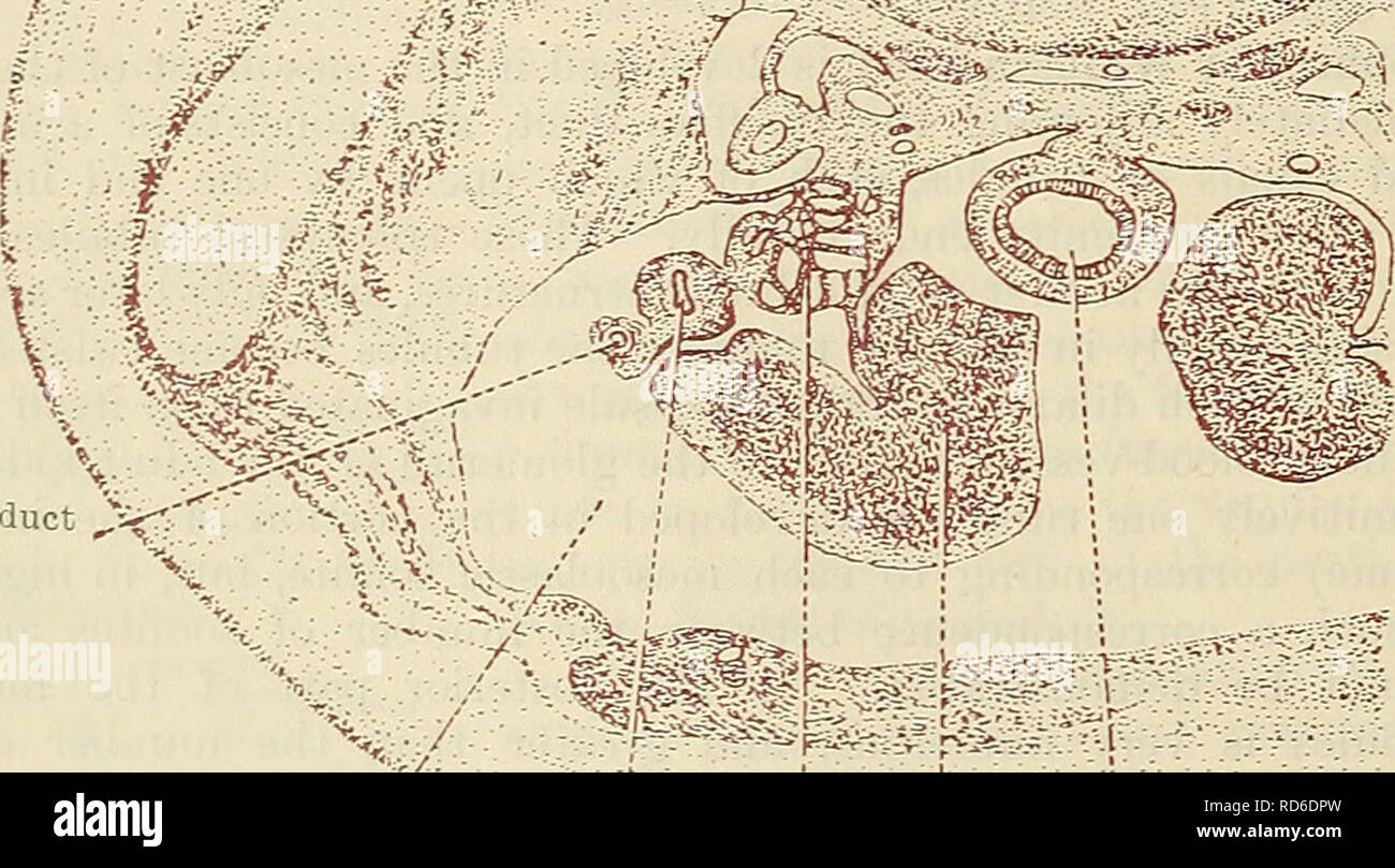 . Cunningham's Text-book of anatomy. Anatomy. Wolffian duct ^.i ...