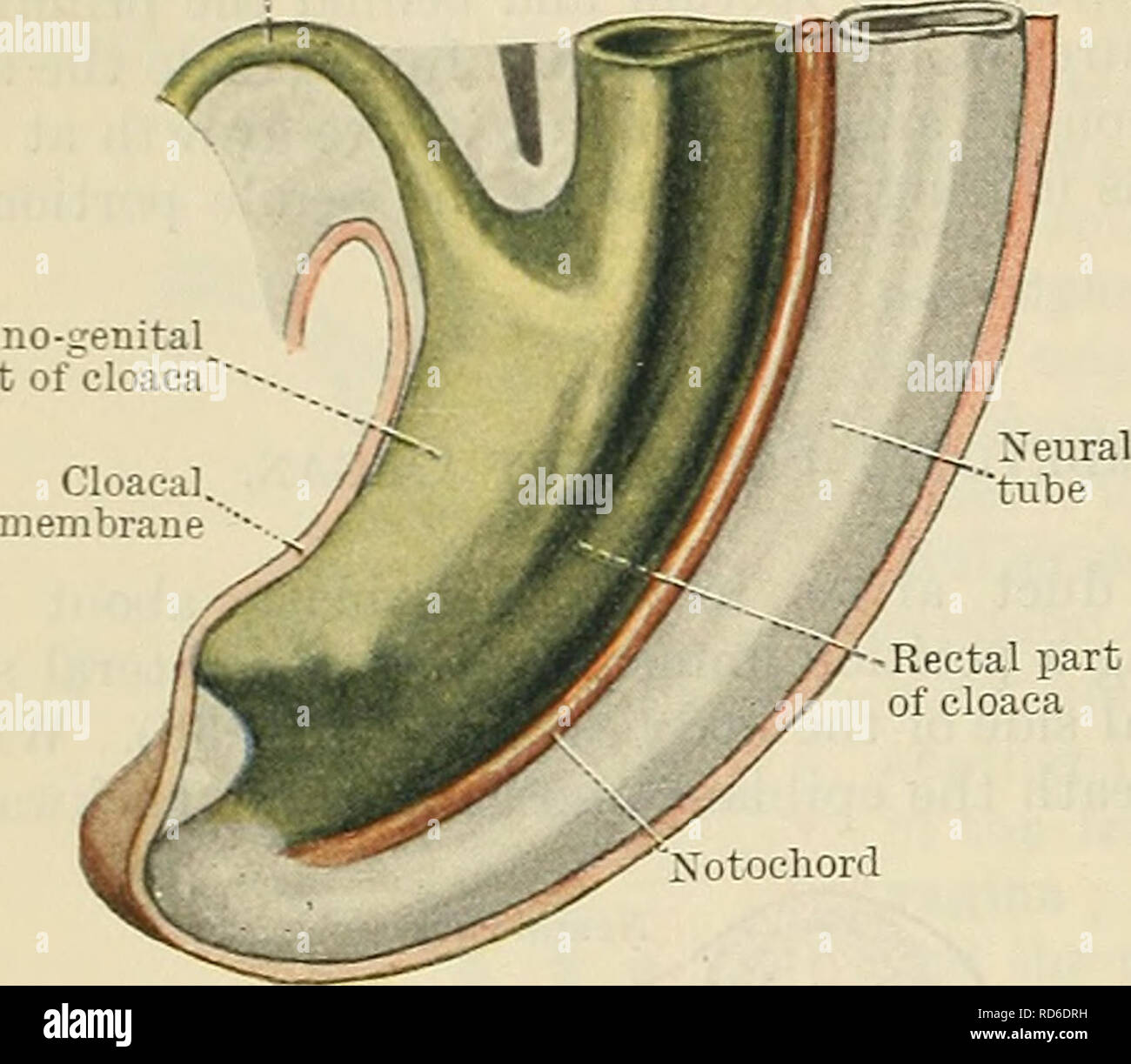 Secretory duct hi-res stock photography and images - Alamy