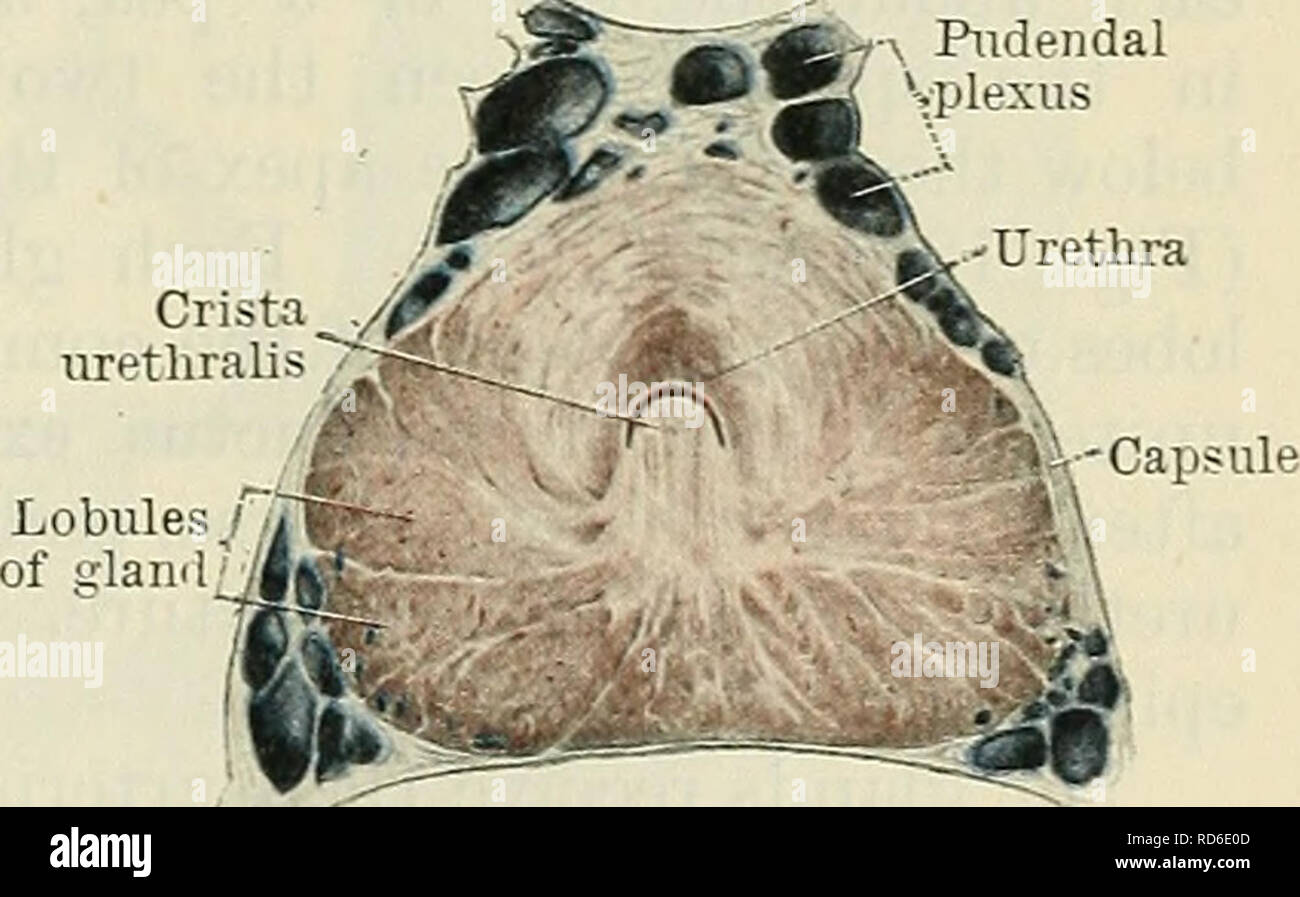 . Cunningham's Text-book of anatomy. Anatomy. Ejaculatory ducts Lobules ...