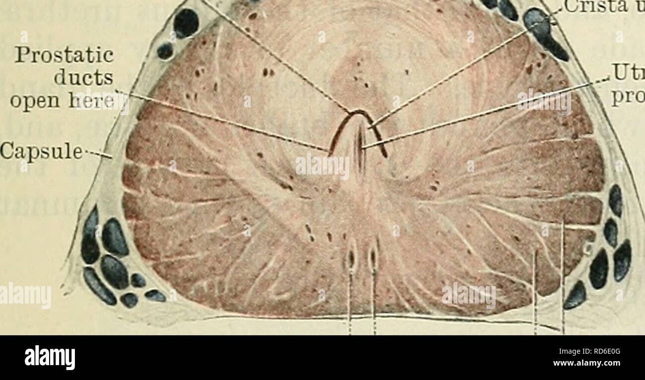 Vesical Stock Photos & Vesical Stock Images - Alamy