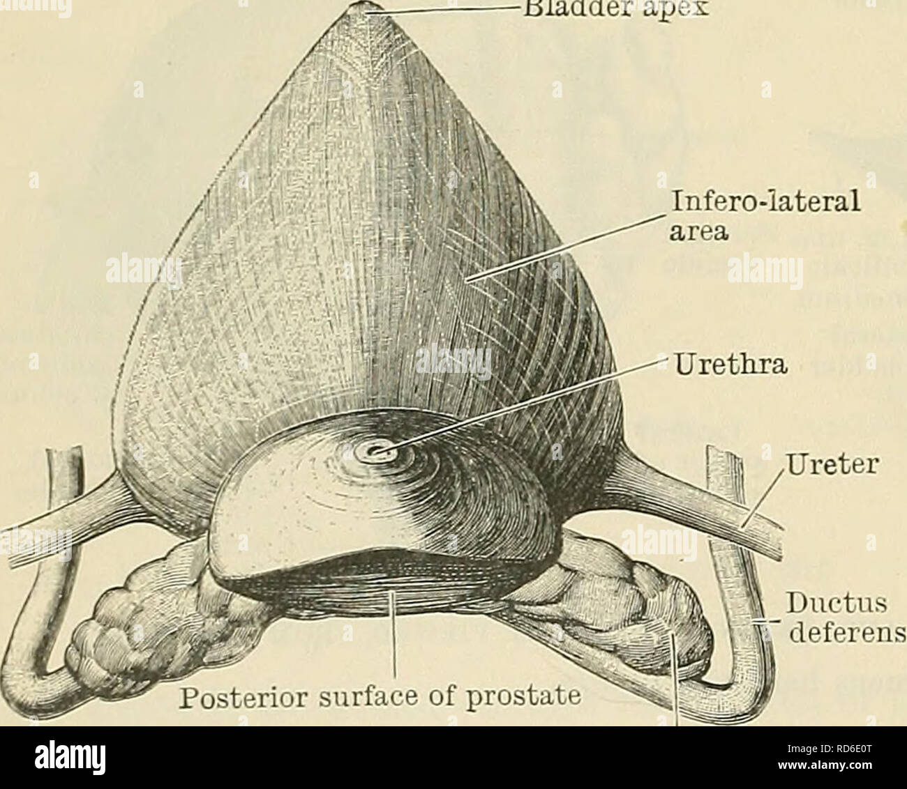 . Cunningham's Text-book of anatomy. Anatomy. 1302 THE UKINO-GENITAL ...