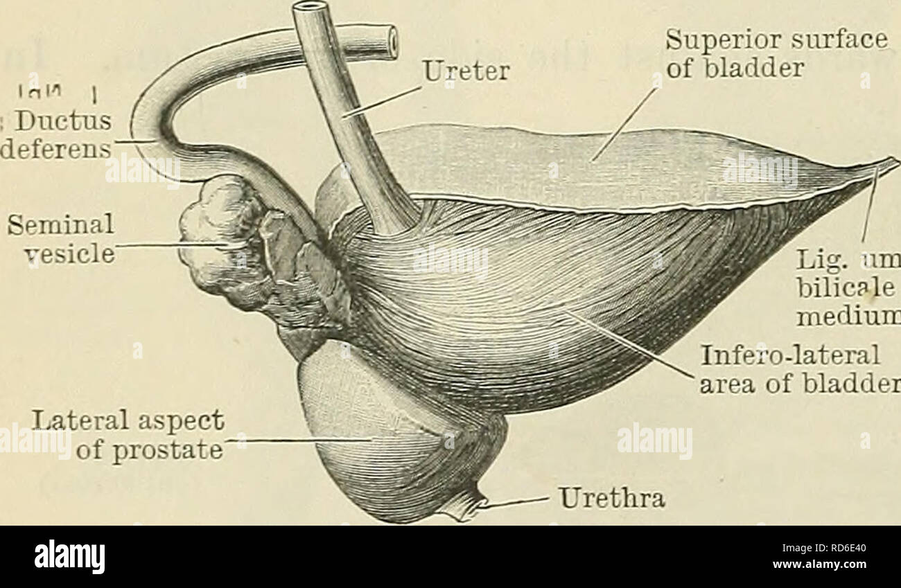 . Cunningham's Text-book of anatomy. Anatomy. 1294 THE UKINO-GENITAL ...