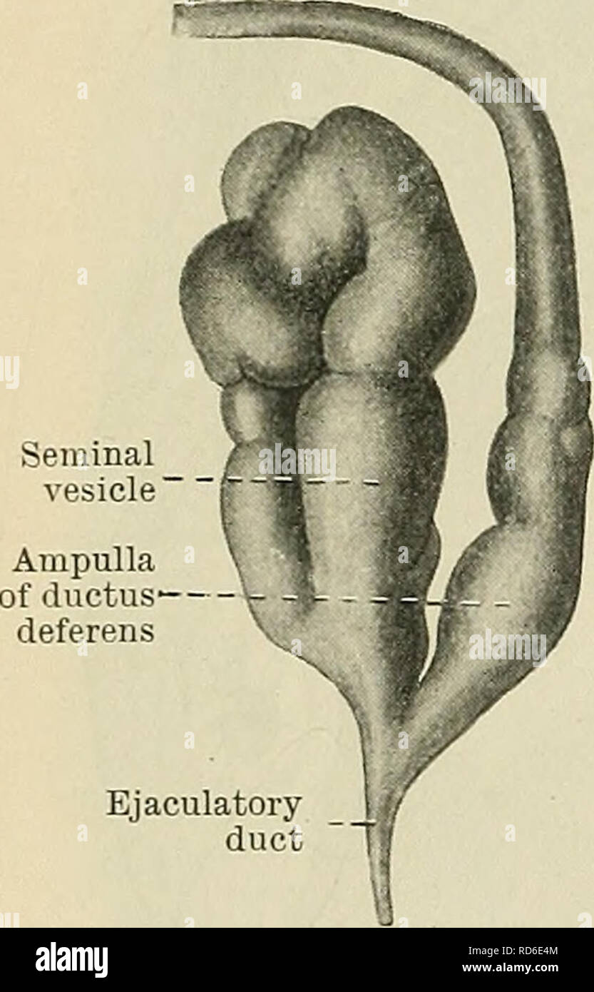 . Cunningham's Text-book of anatomy. Anatomy. 1292 THE UKINO-GENITAL ...