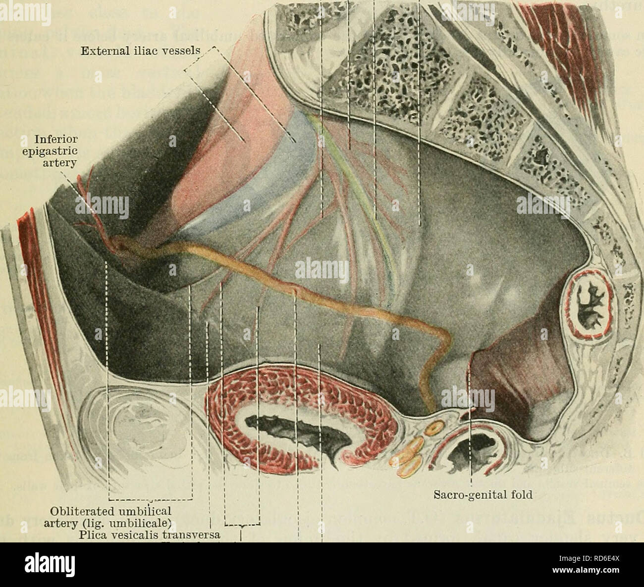 . Cunningham's Text-book of anatomy. Anatomy. THE DEFEKENT DUCT. 1291 ...