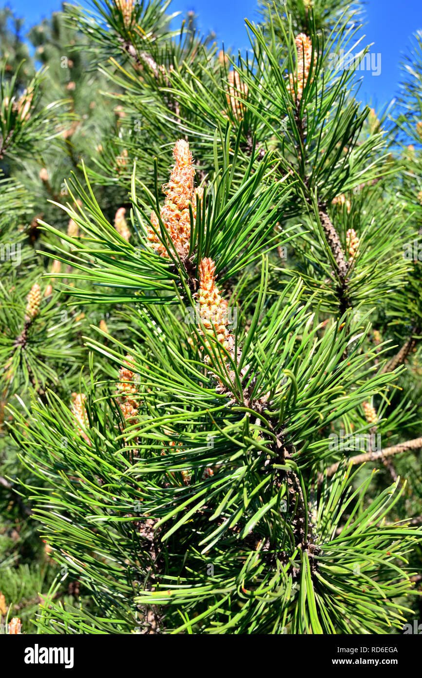 Pinus mugo. Needles and buds close up, Beautiful natural background ... Pinus mugo. Needles and buds close up, Beautiful natural background ...