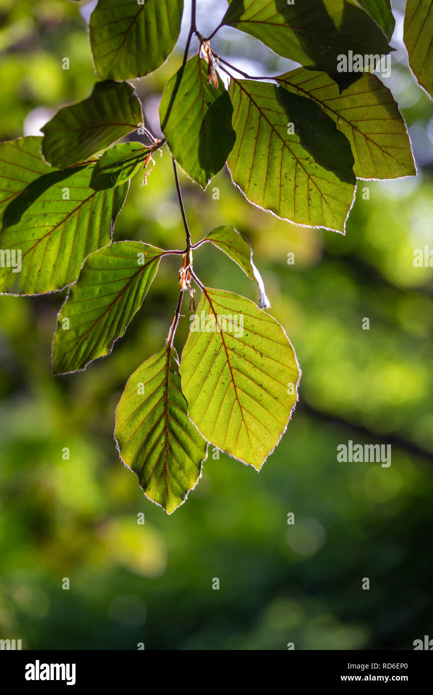 Beech tree leaves with sunlight at springtime Stock Photo - Alamy