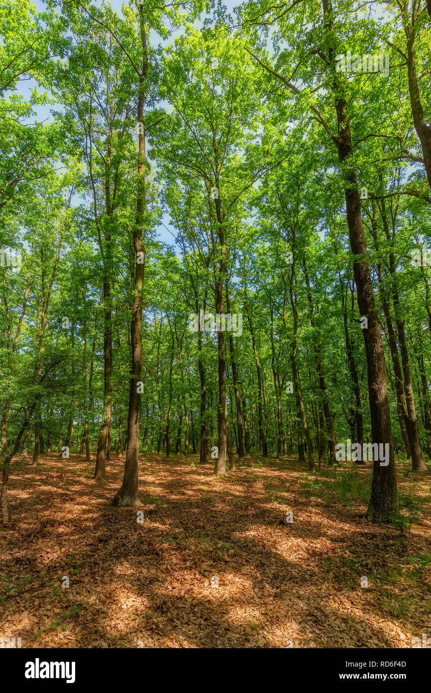 Beautiful oak forest at springtime Stock Photo - Alamy