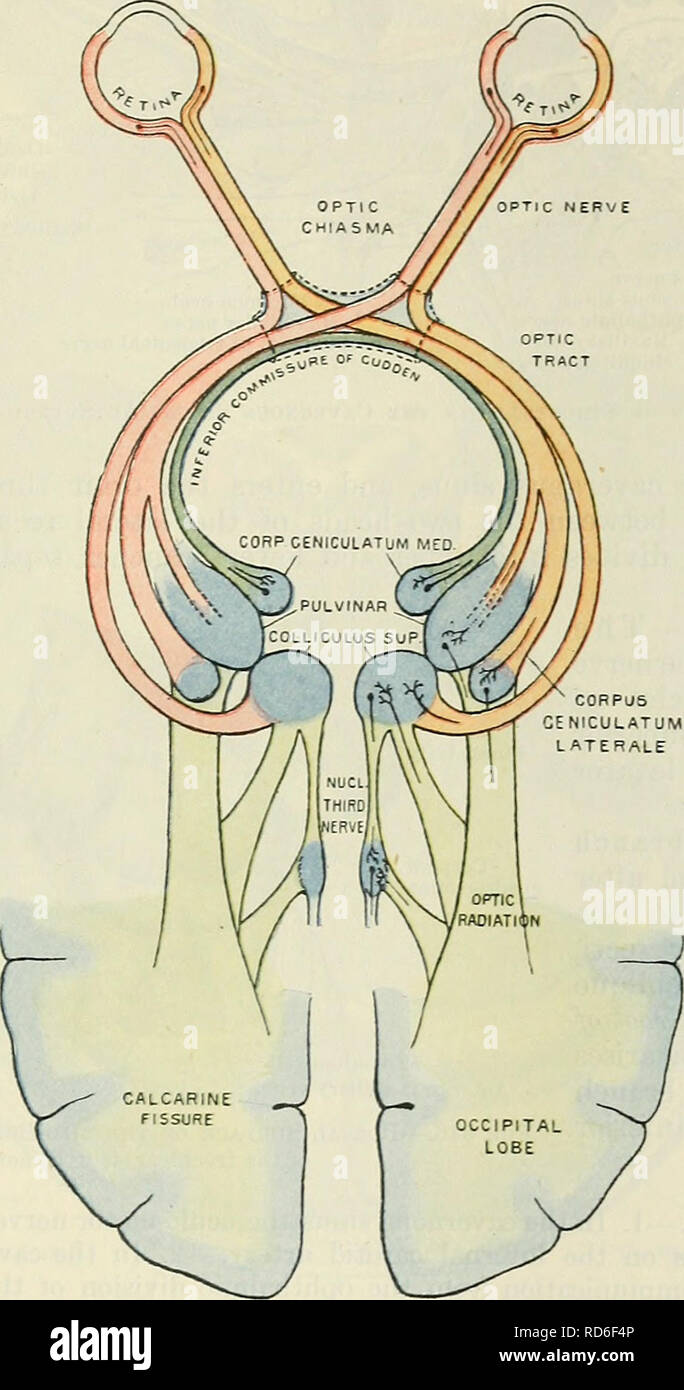 . Cunningham's Text-book of anatomy. Anatomy. OCULO-MOTOE XEEVE. 769 ...