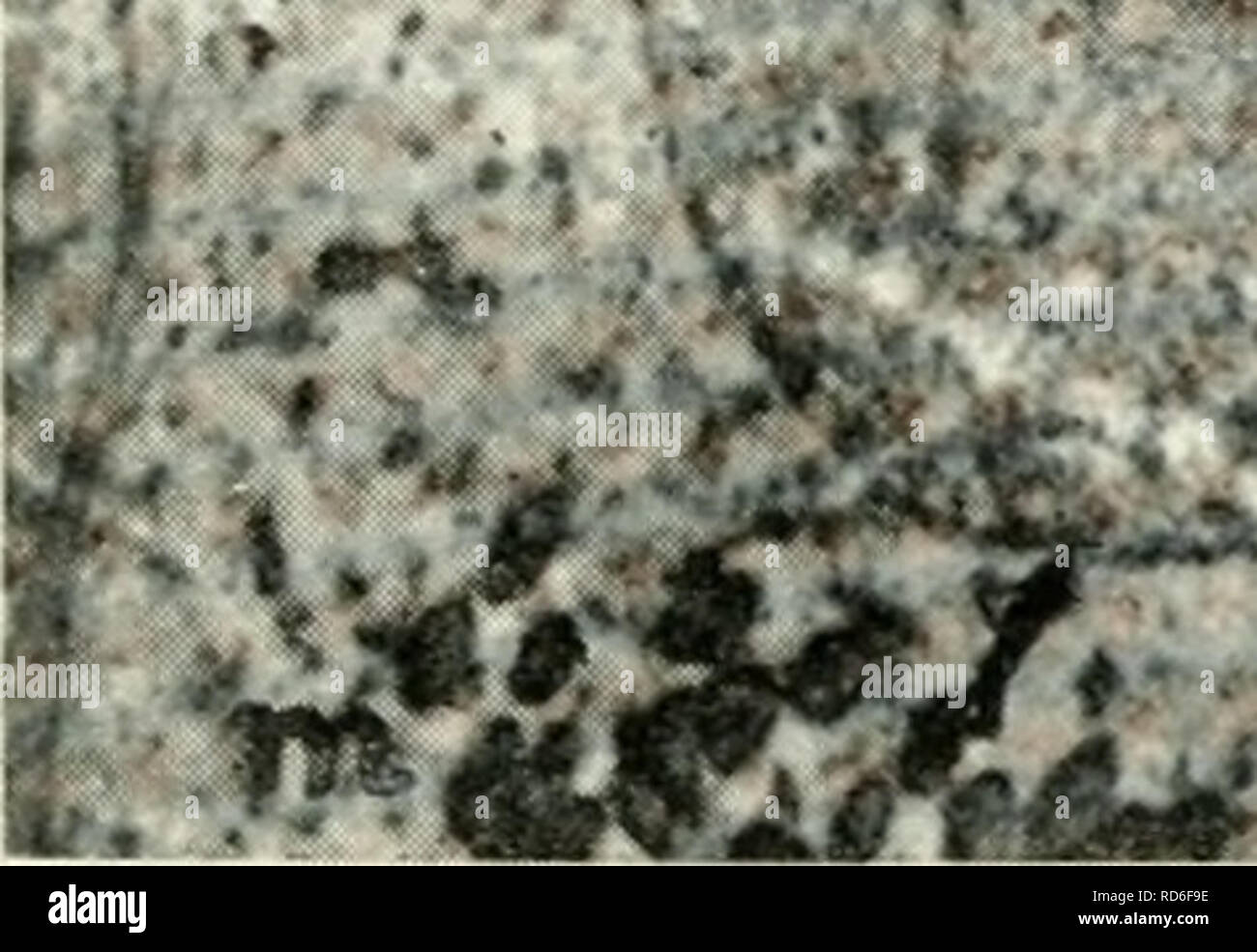 Testis micrograph hi-res stock photography and images - Alamy