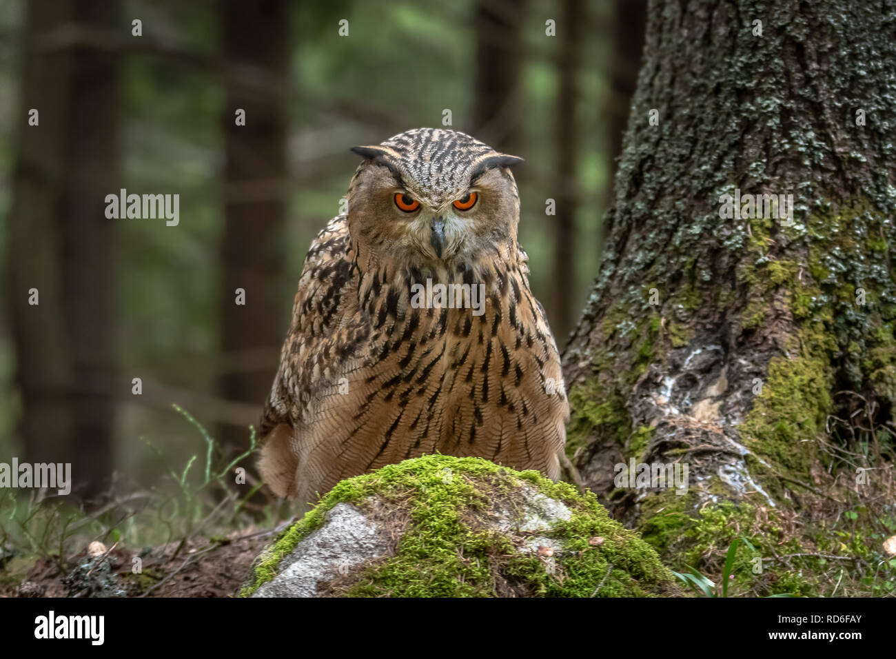 European eagle-owl, Bubo bubo Stock Photo - Alamy