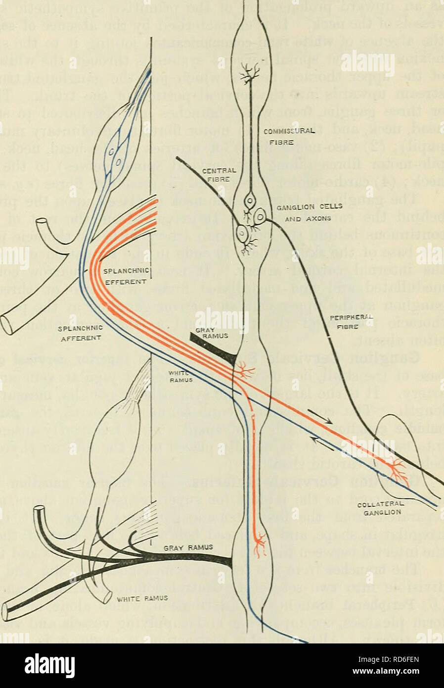 . Cunningham's Text-book of anatomy. Anatomy. SYMPATHETIC SYSTEM. 755 ...
