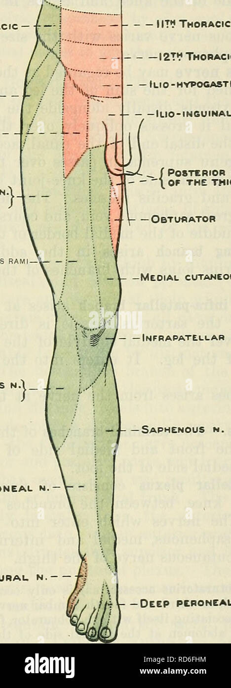 . Cunningham's Text-book of anatomy. Anatomy. THE EEMOKAL NEEVE. 725 ...