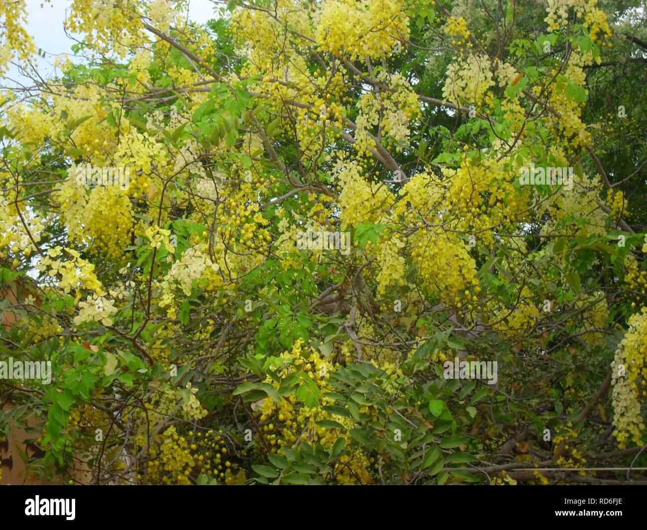 Amaltas hi-res stock photography and images - Alamy