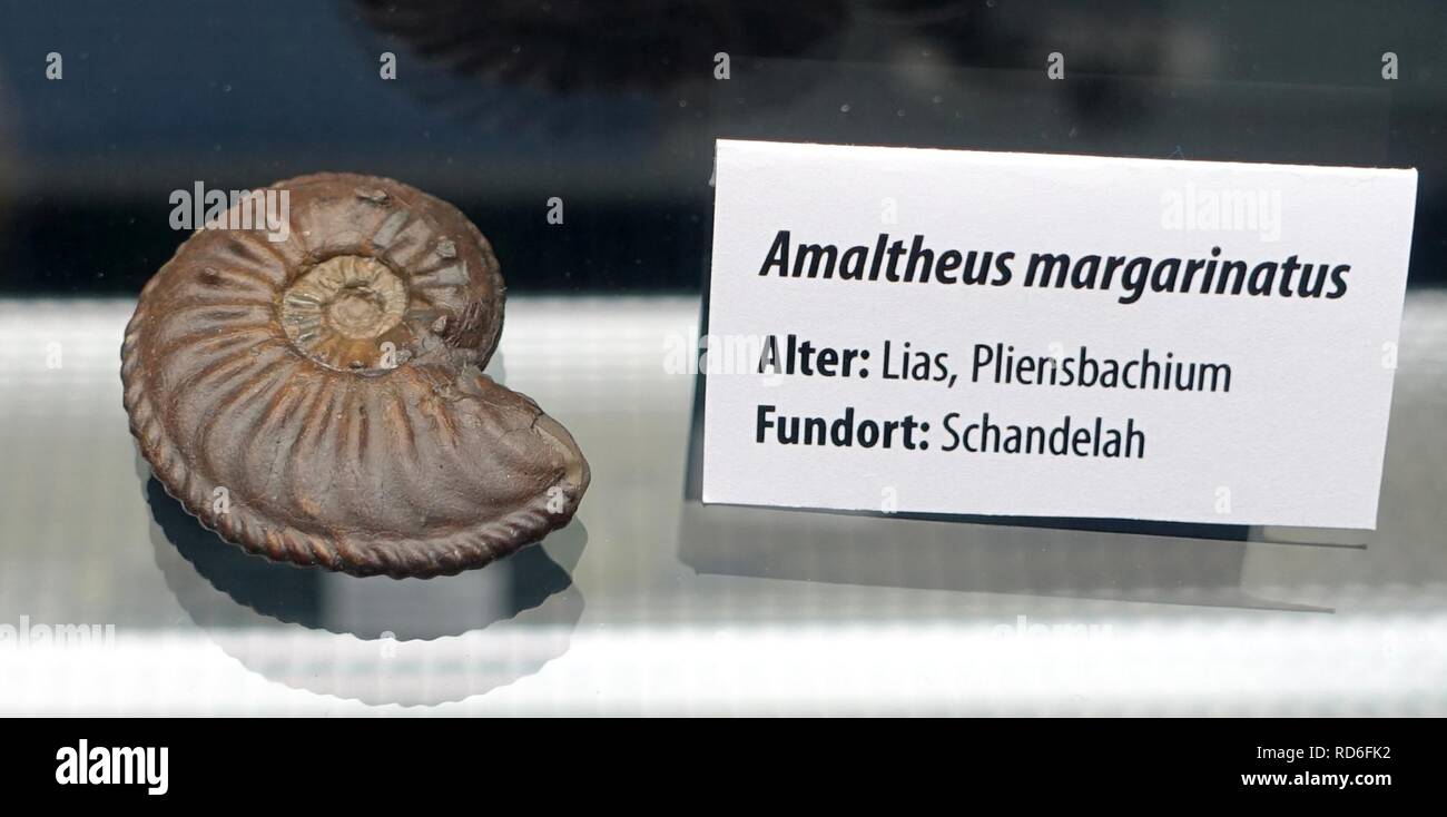 Amaltheus margaritatus hi-res stock photography and images - Alamy