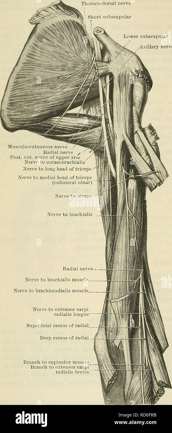 . Cunningham's Text-book of anatomy. Anatomy. '04 THE NERVOUS SYSTEM ...