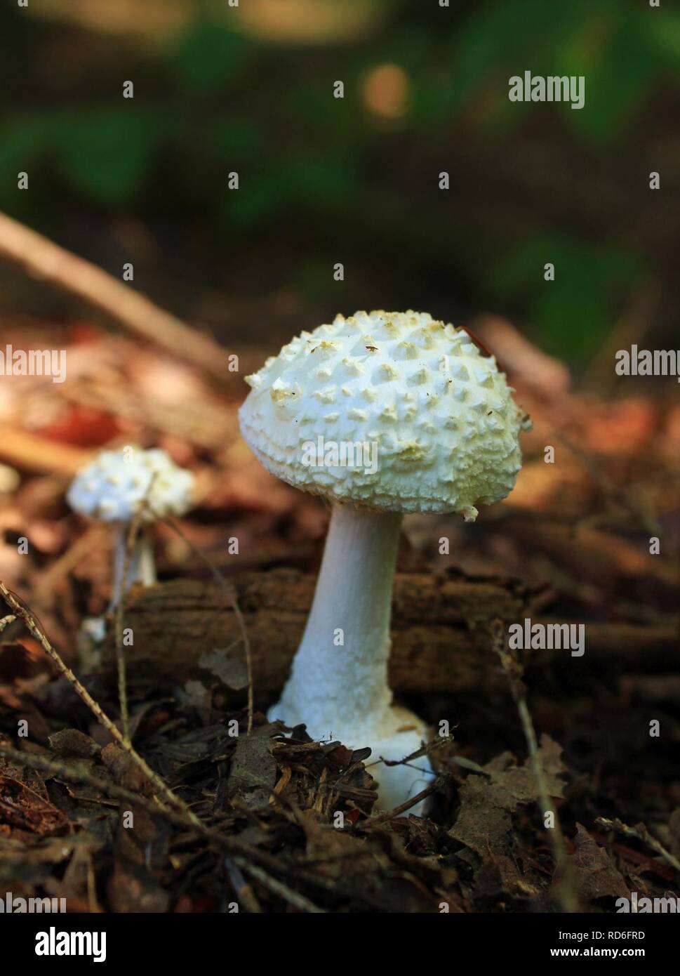 Cokeri hi-res stock photography and images - Alamy