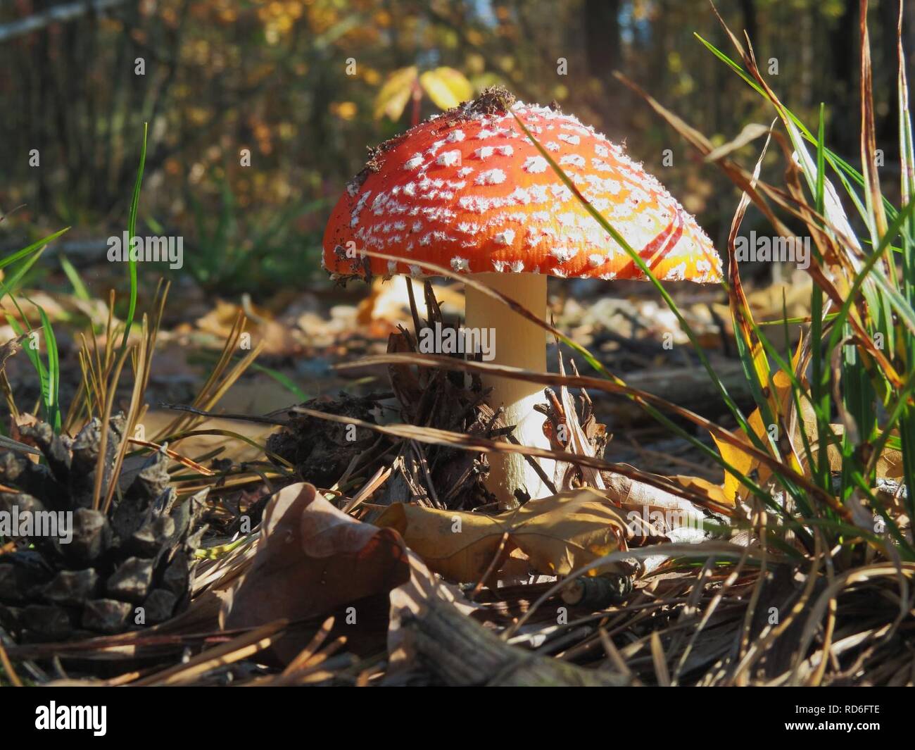 Amanita muscaria Kiev1 Stock Photo - Alamy