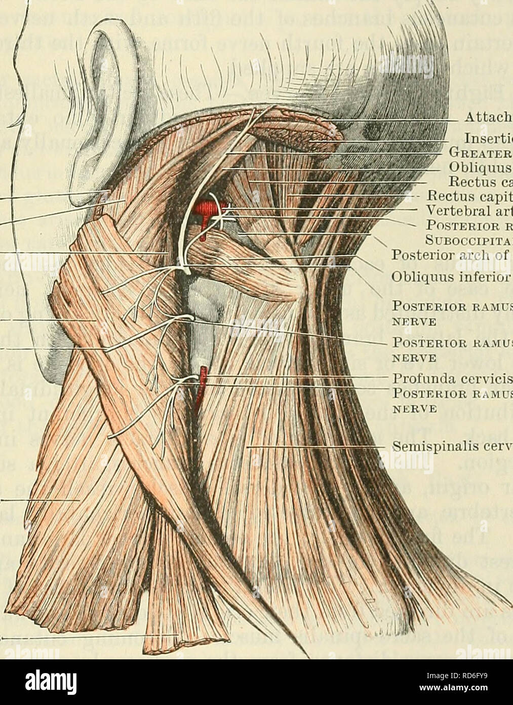 Semispinalis Cervicis Innervation