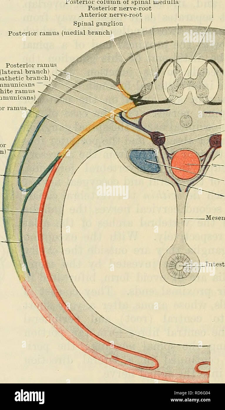 Typical Spinal Nerve Anatomy Spinal Nerves – What They Are And What