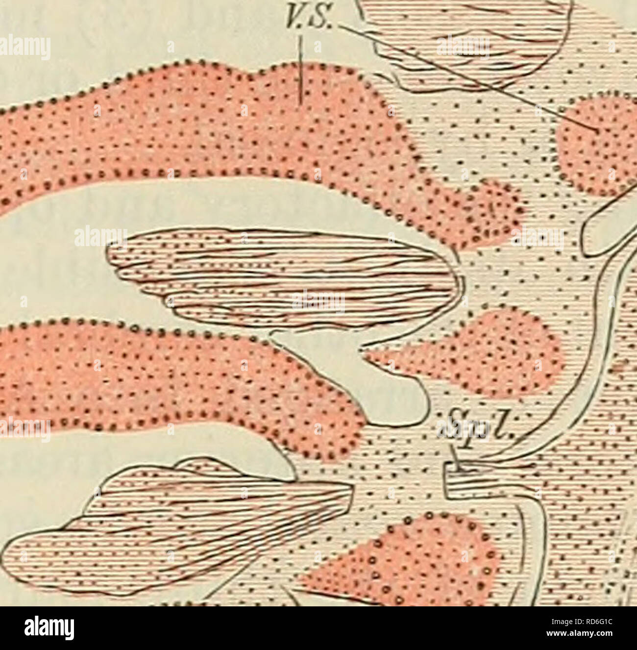 . Cunningham's Text-book of anatomy. Anatomy. DEVELOPMENT OF THE ...