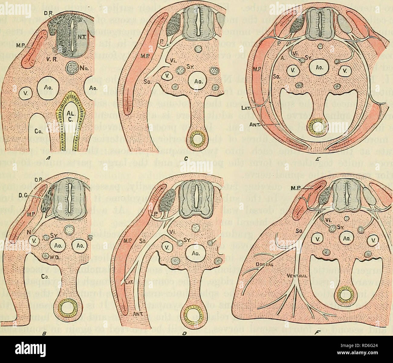Splanchnic nerve hi-res stock photography and images - Alamy
