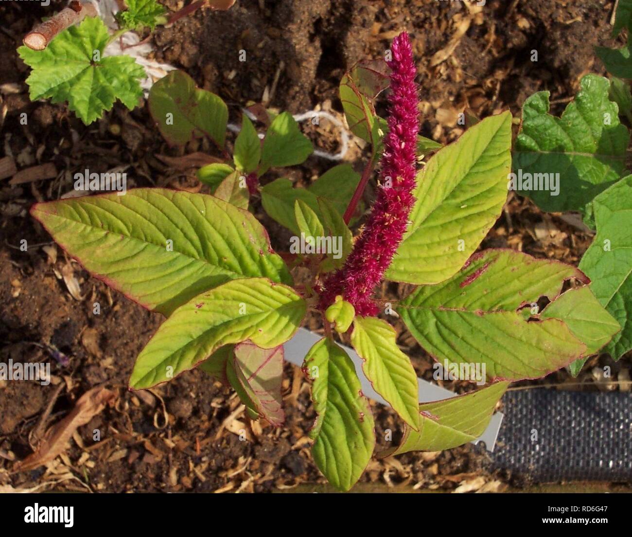 Amaranthe hi-res stock photography and images - Alamy