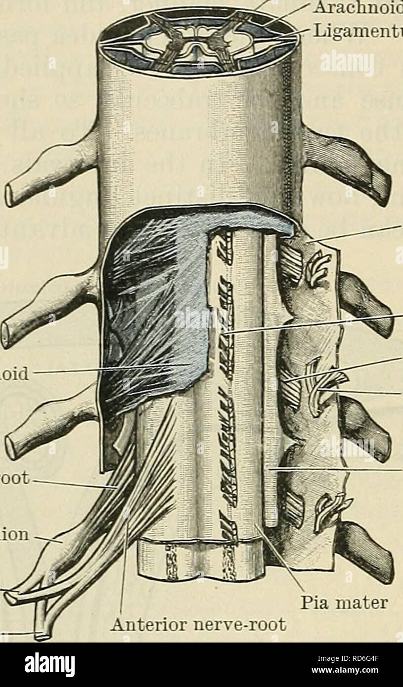 . Cunningham's Text-book of anatomy. Anatomy. 672 THE NEKVOUS SYSTEM ...