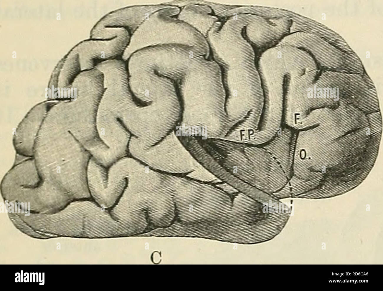 . Cunningham's Text-book of anatomy. Anatomy. 656 THE NEEVOUS SYSTEM ...