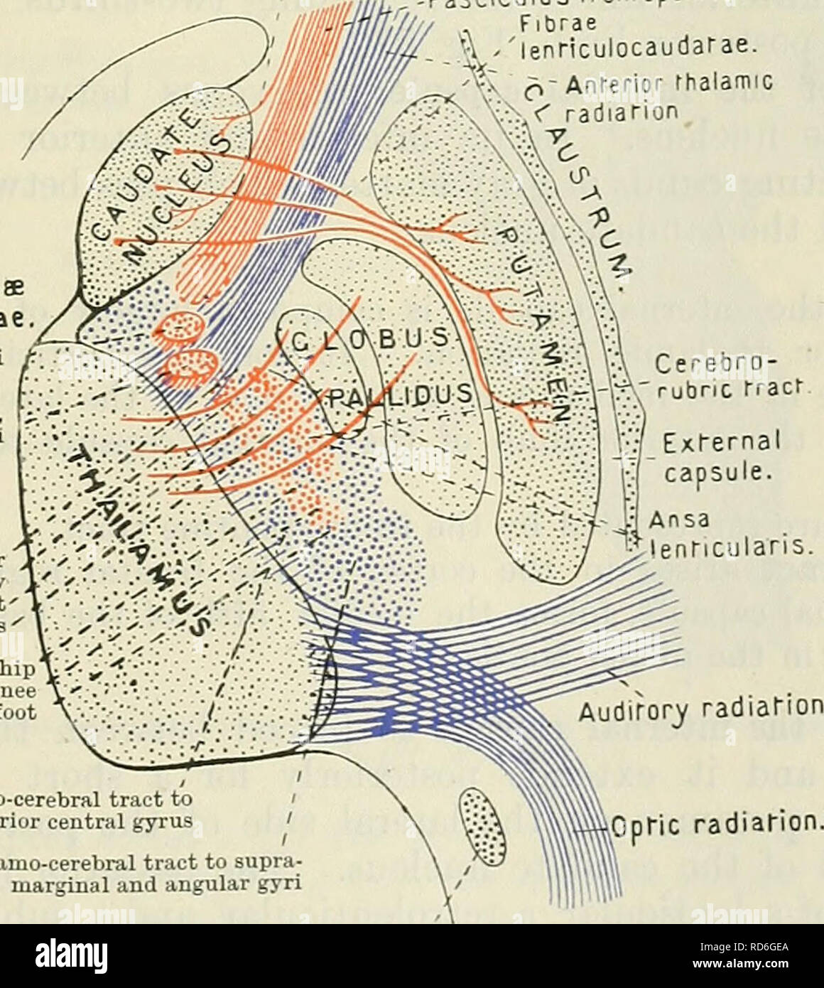 Lentiform nucleus hi-res stock photography and images - Alamy