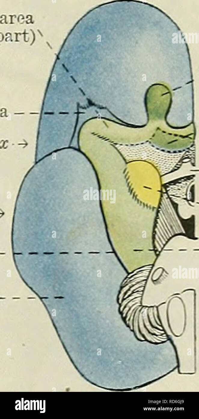. Cunningham's Text-book of anatomy. Anatomy. Piriform area (anterior ...